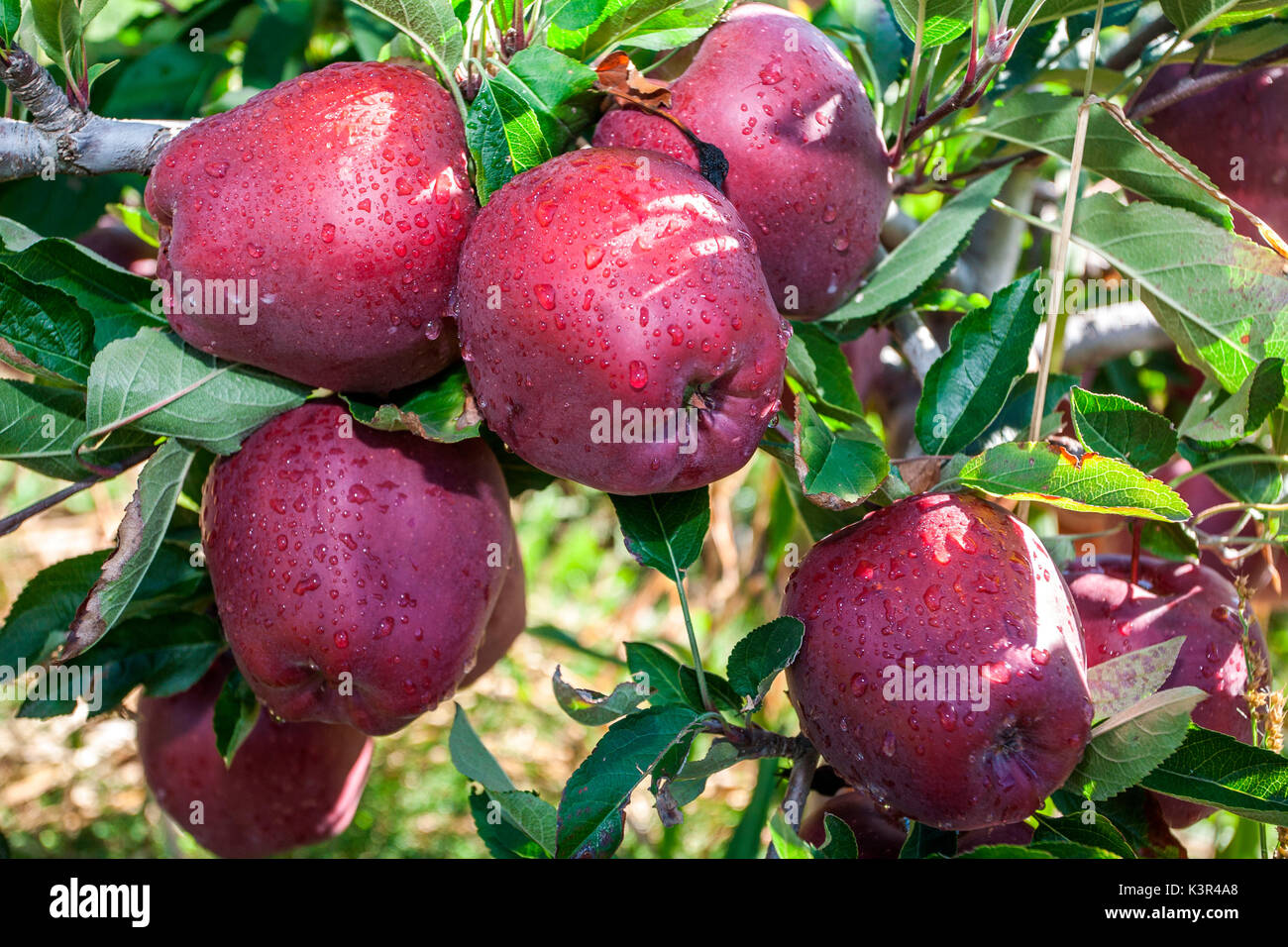 Red apples in valtellina hi-res stock photography and images - Alamy