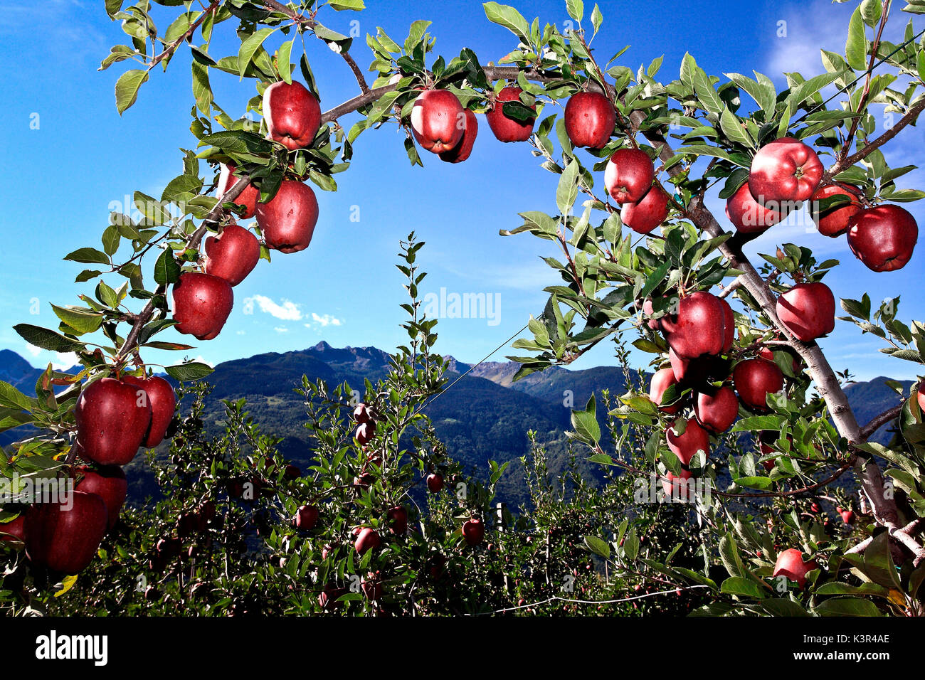 Apples italy apple tree hi-res stock photography and images - Alamy
