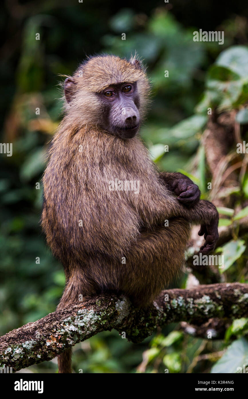 Macaque monkey in tanzania hi-res stock photography and images - Alamy