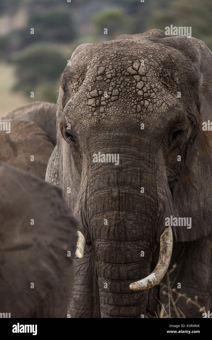 Tanzania elephant national park hi-res stock photography and images - Alamy