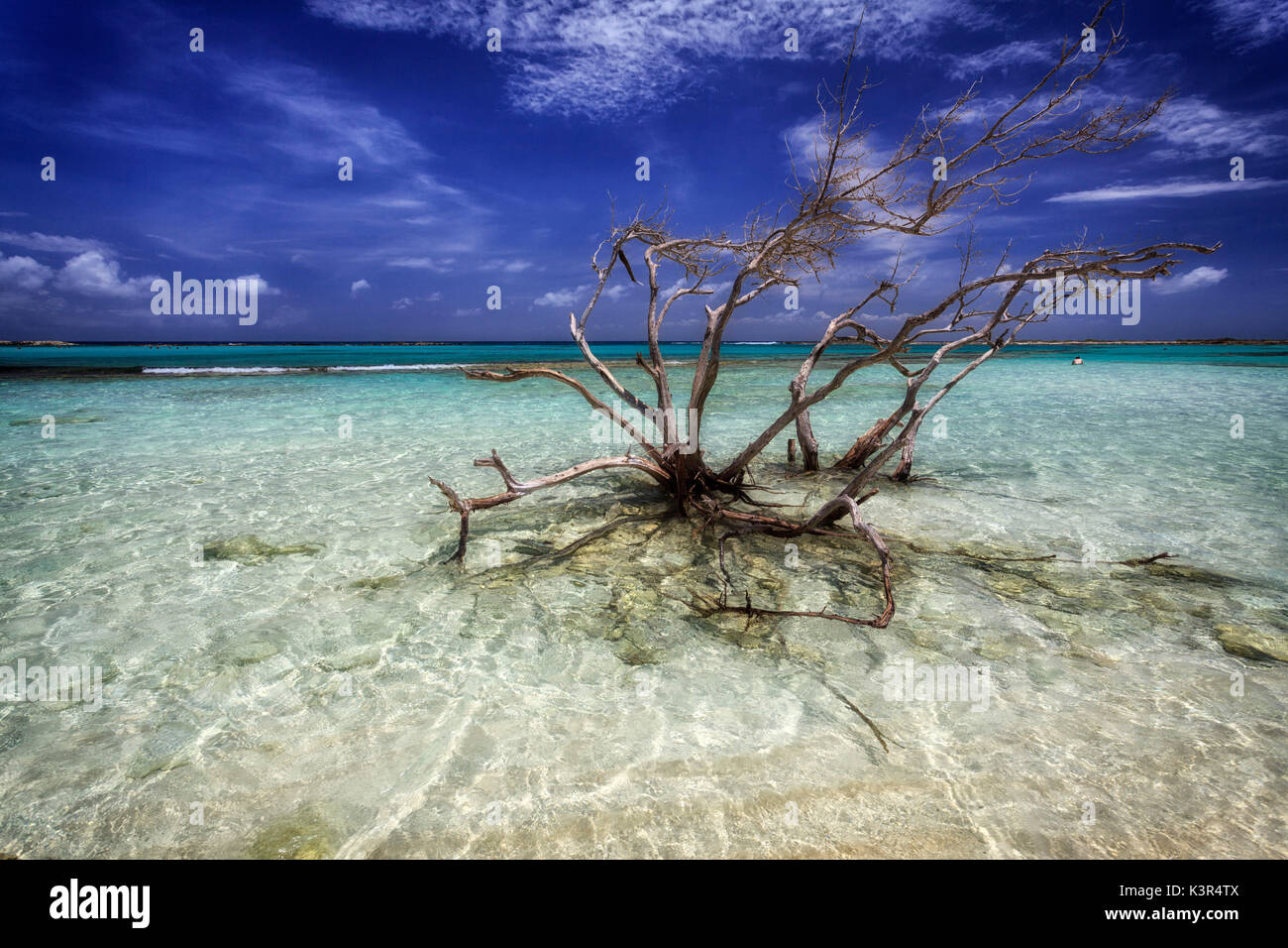 Aruba tree hi-res stock photography and images - Alamy