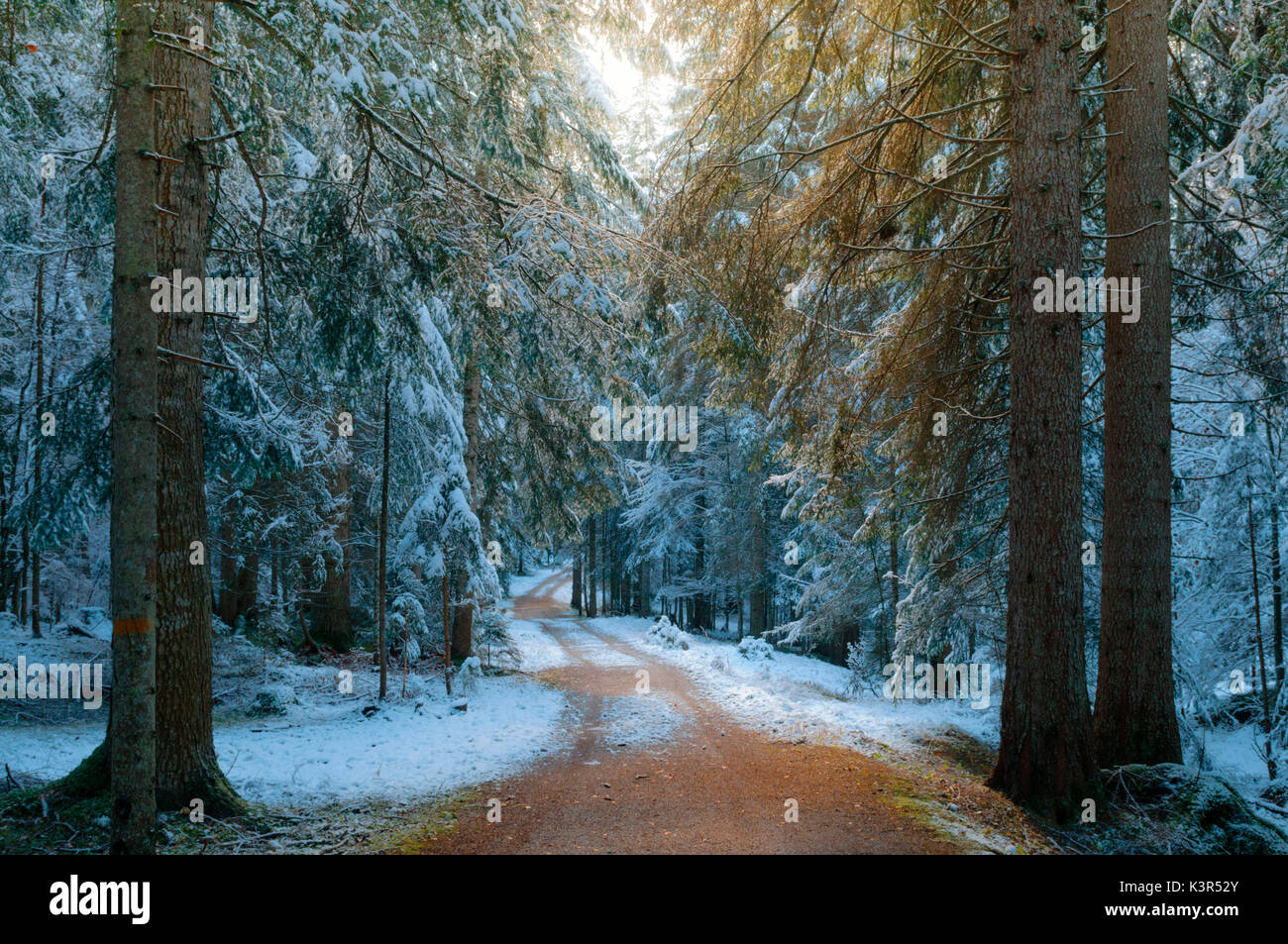 Somadida reservation,natural park,Auronzo,Cadore,Dolomites,Alps,Veneto ...