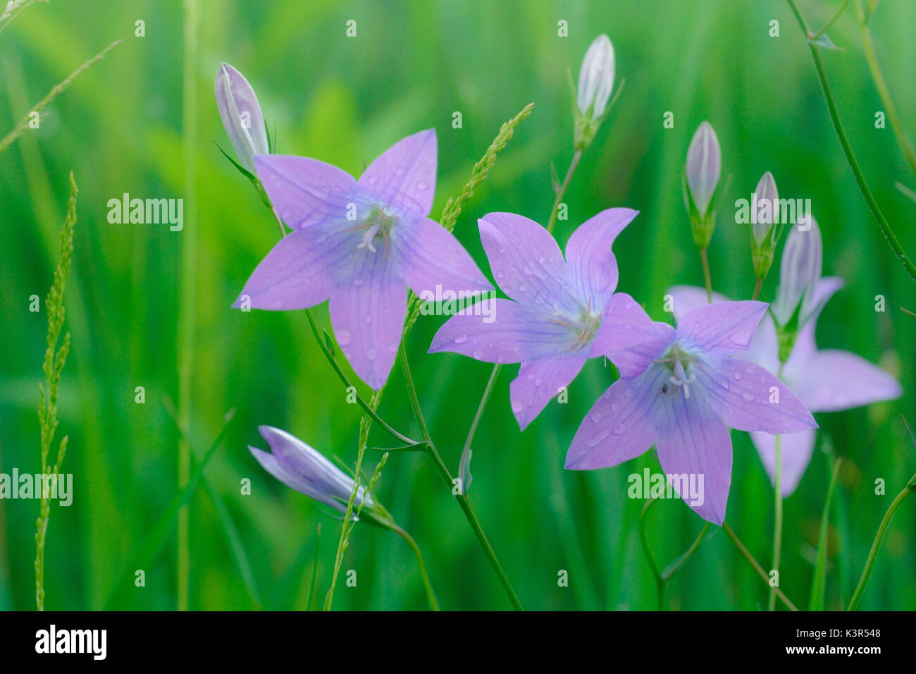 Alpine bluebells hi-res stock photography and images - Alamy