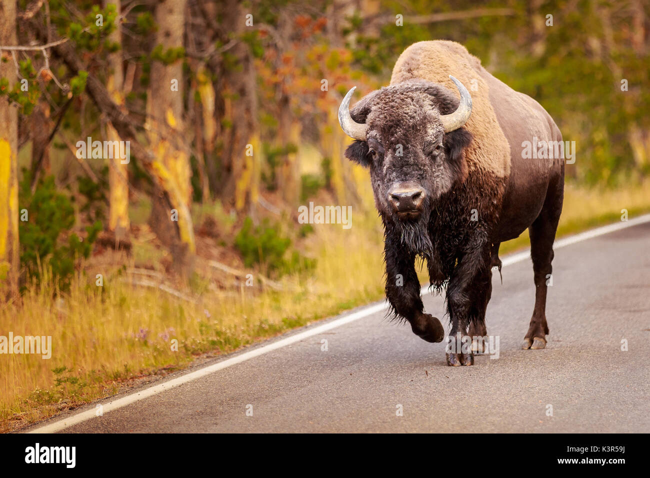 Water buffalo hi-res stock photography and images - Alamy