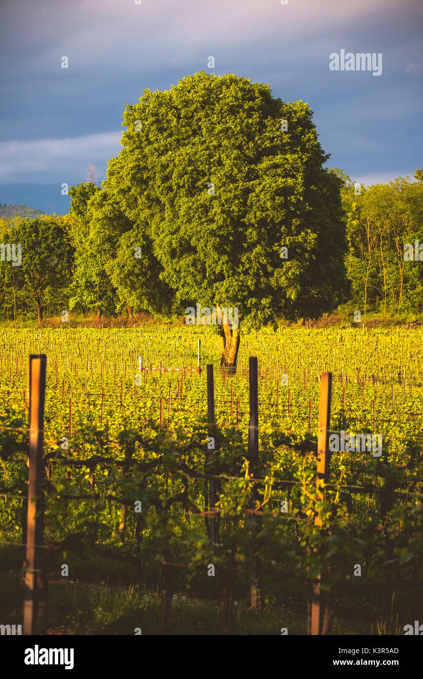 Sunset in the vineyards of franciacorta hi-res stock photography and ...