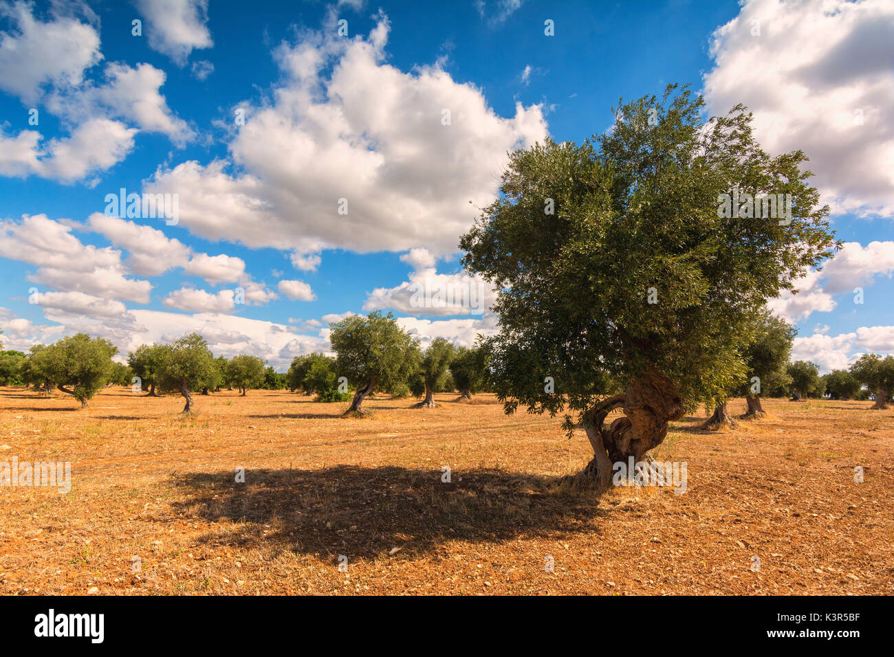 Olive in Puglia, Puglia region, Italy, Europe Stock Photo - Alamy