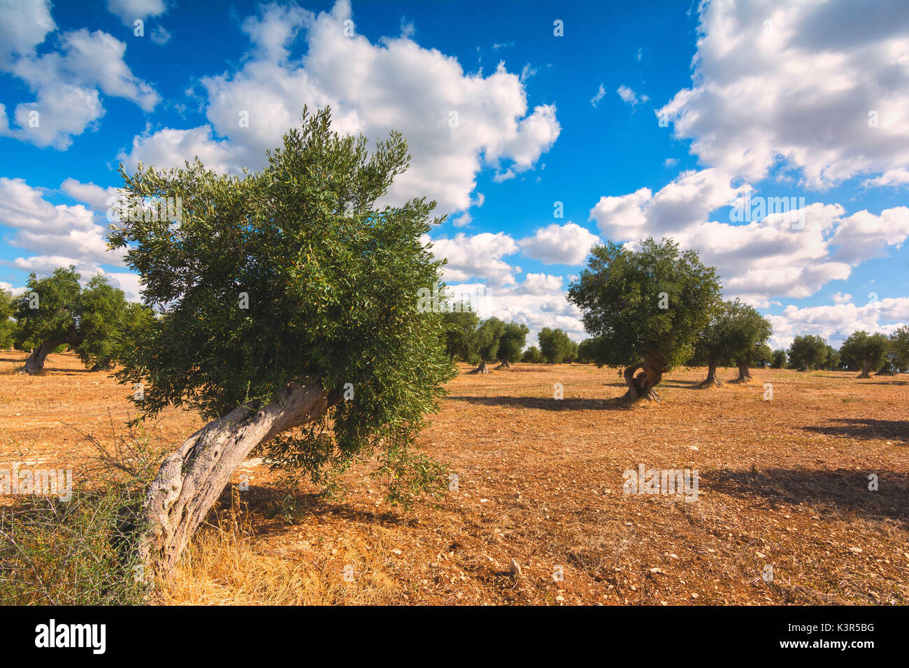 Olive in Puglia, Puglia region, Italy, Europe Stock Photo - Alamy