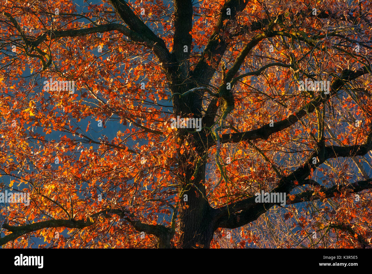 Torbiere del Sebino natural reserve, brescia province, italy, Europe ...