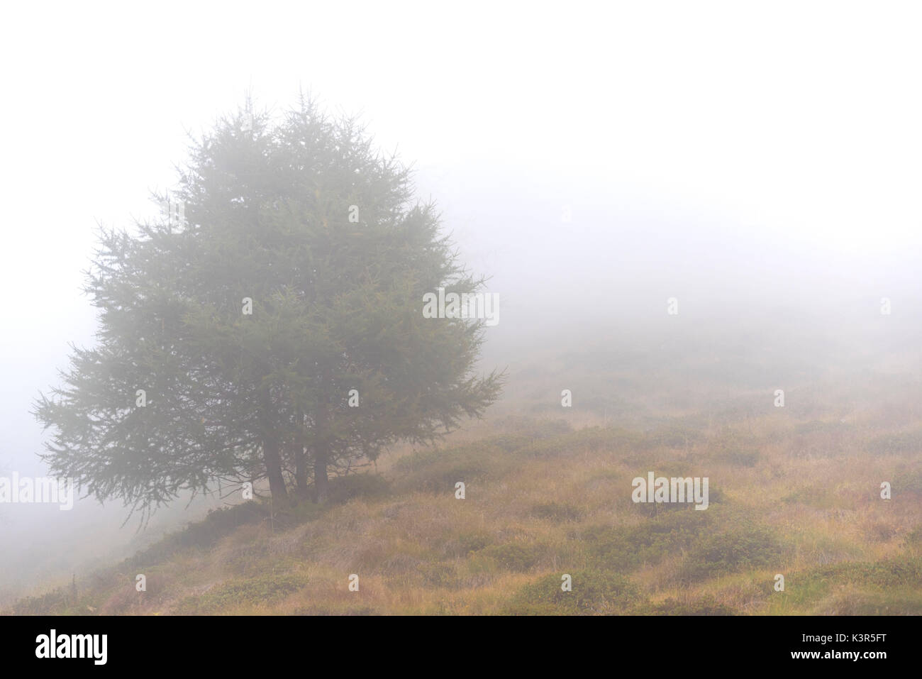 National tree of italy hi-res stock photography and images - Alamy