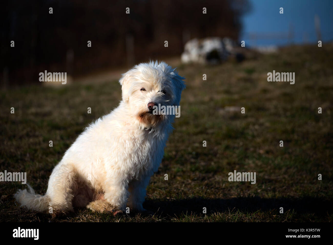 Europe,Italy, maltese dog Stock Photo - Alamy