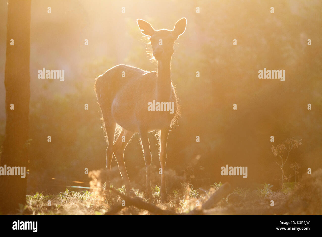 Tuscan, Italy. Roe Deer Stock Photo - Alamy