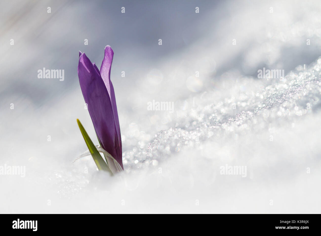 Dutch crocus crocus vernus hi-res stock photography and images - Alamy