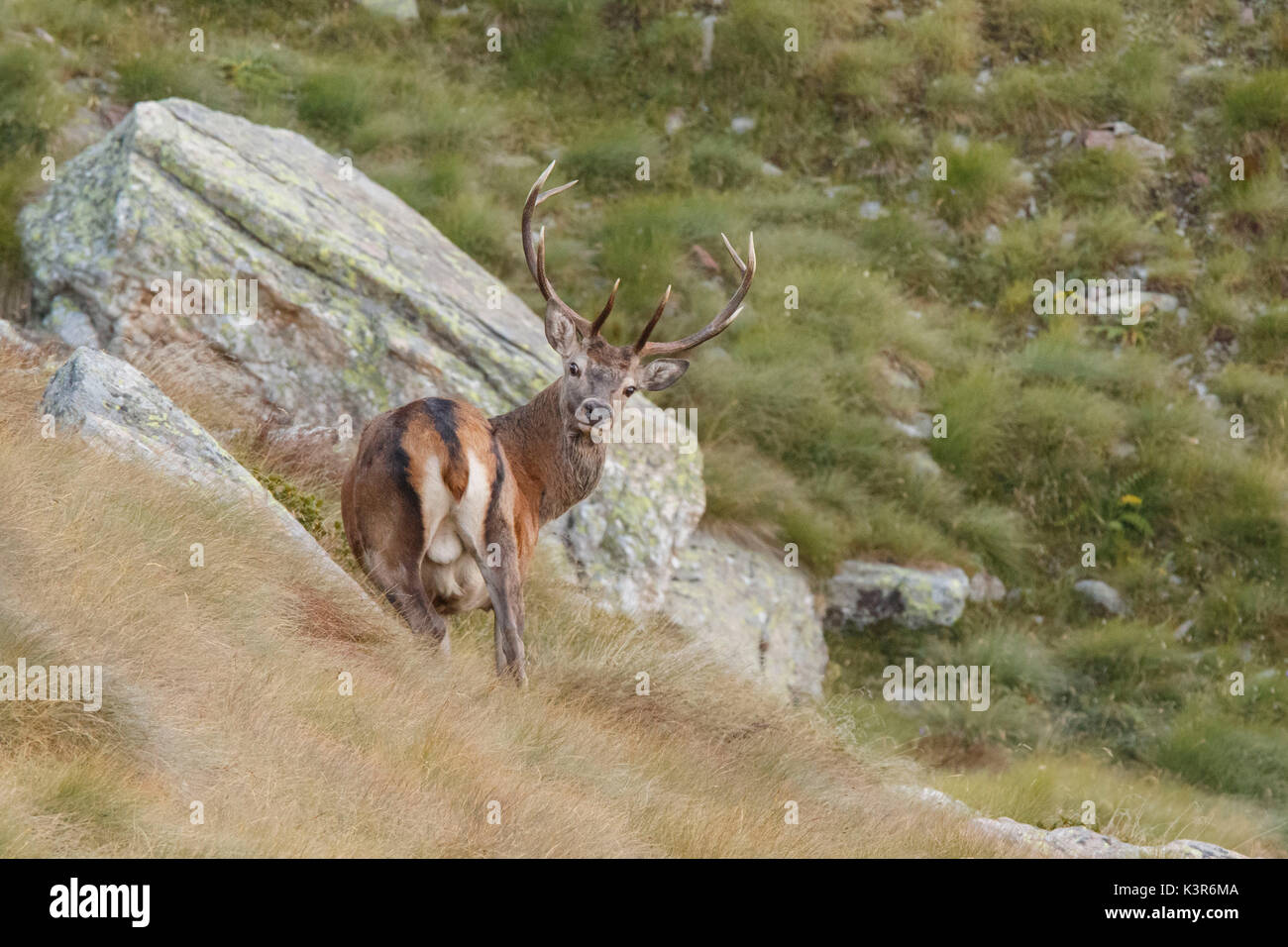 Deer of italy hi-res stock photography and images - Alamy