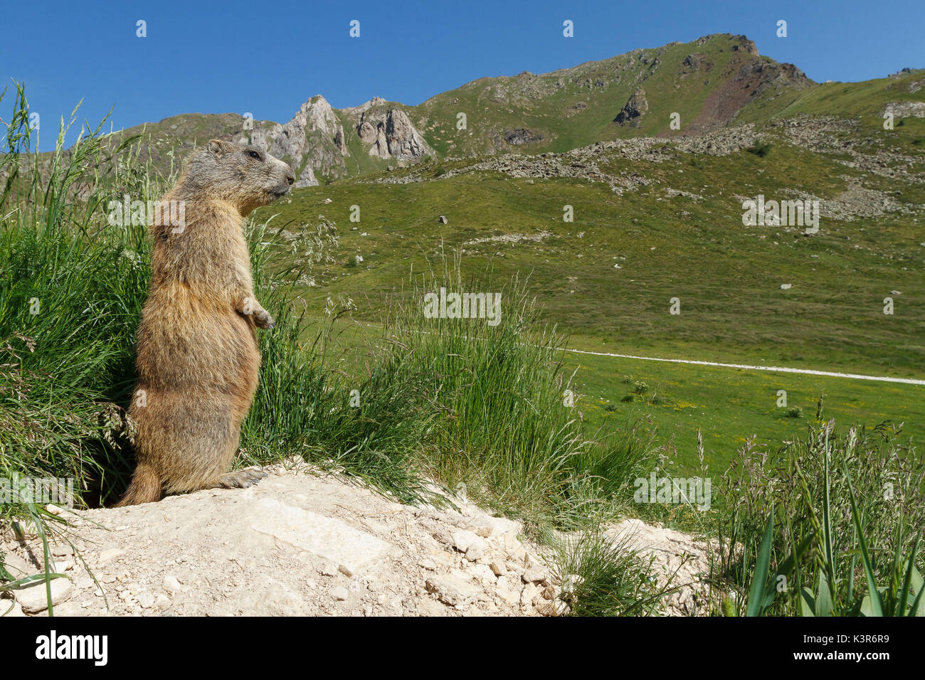 Italy alpine marmot hi-res stock photography and images - Alamy