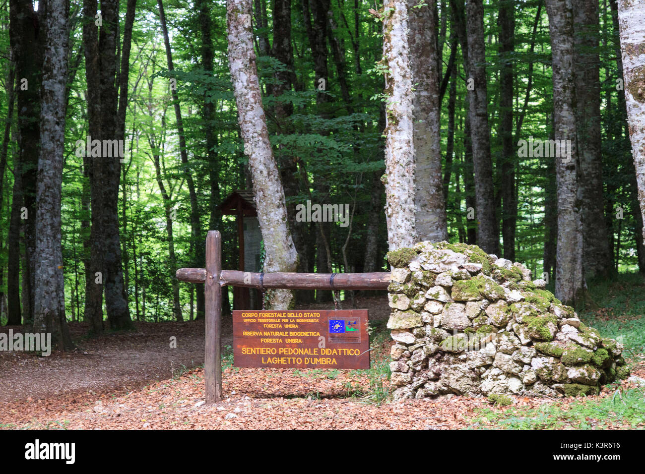 Umbra forest hi-res stock photography and images - Alamy