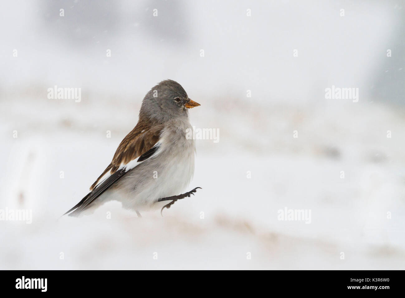 Stelvio National Park, Lombardy, Italy. Snow Finch Stock Photo - Alamy