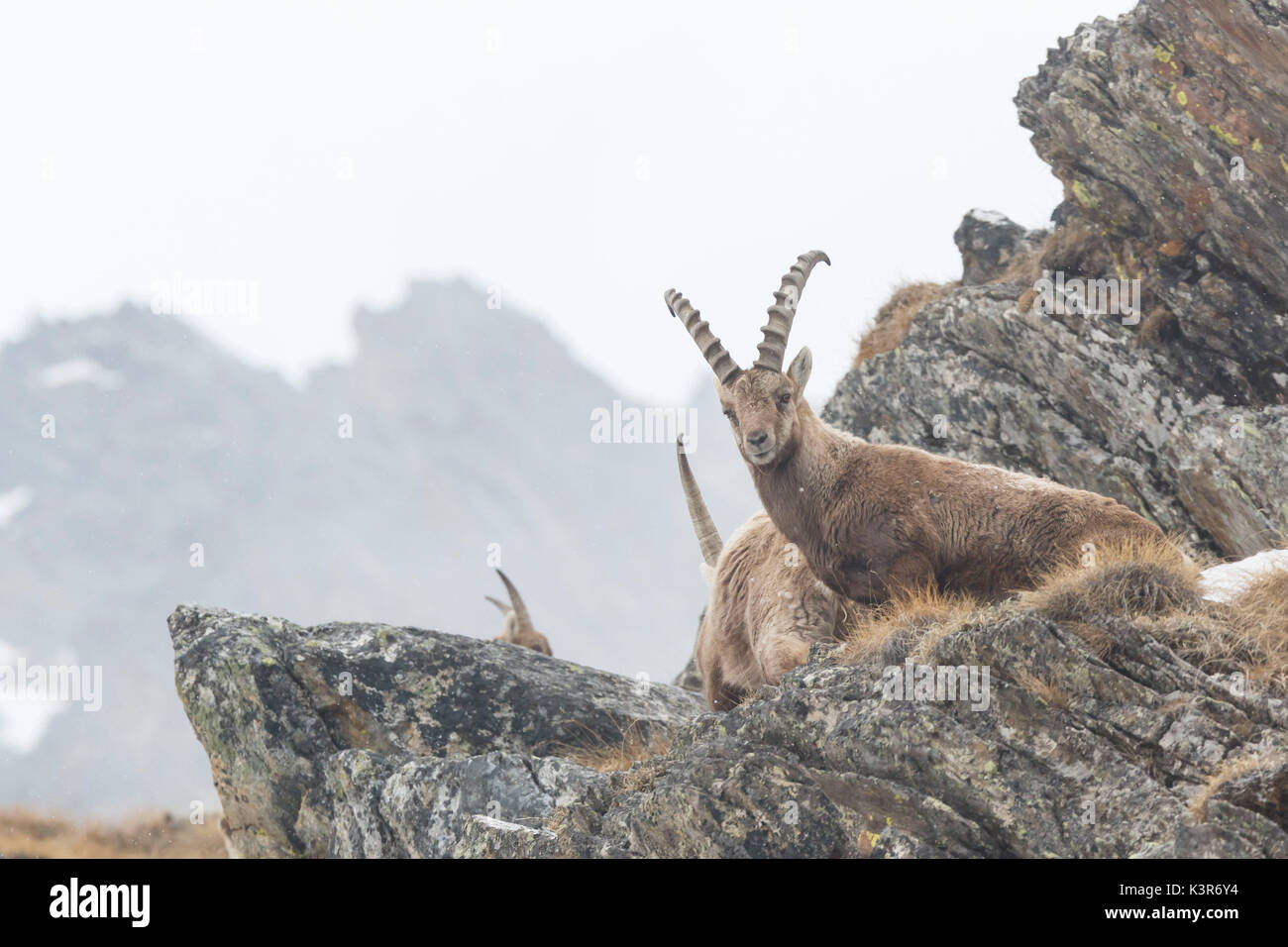 Italy ibex hi-res stock photography and images - Alamy