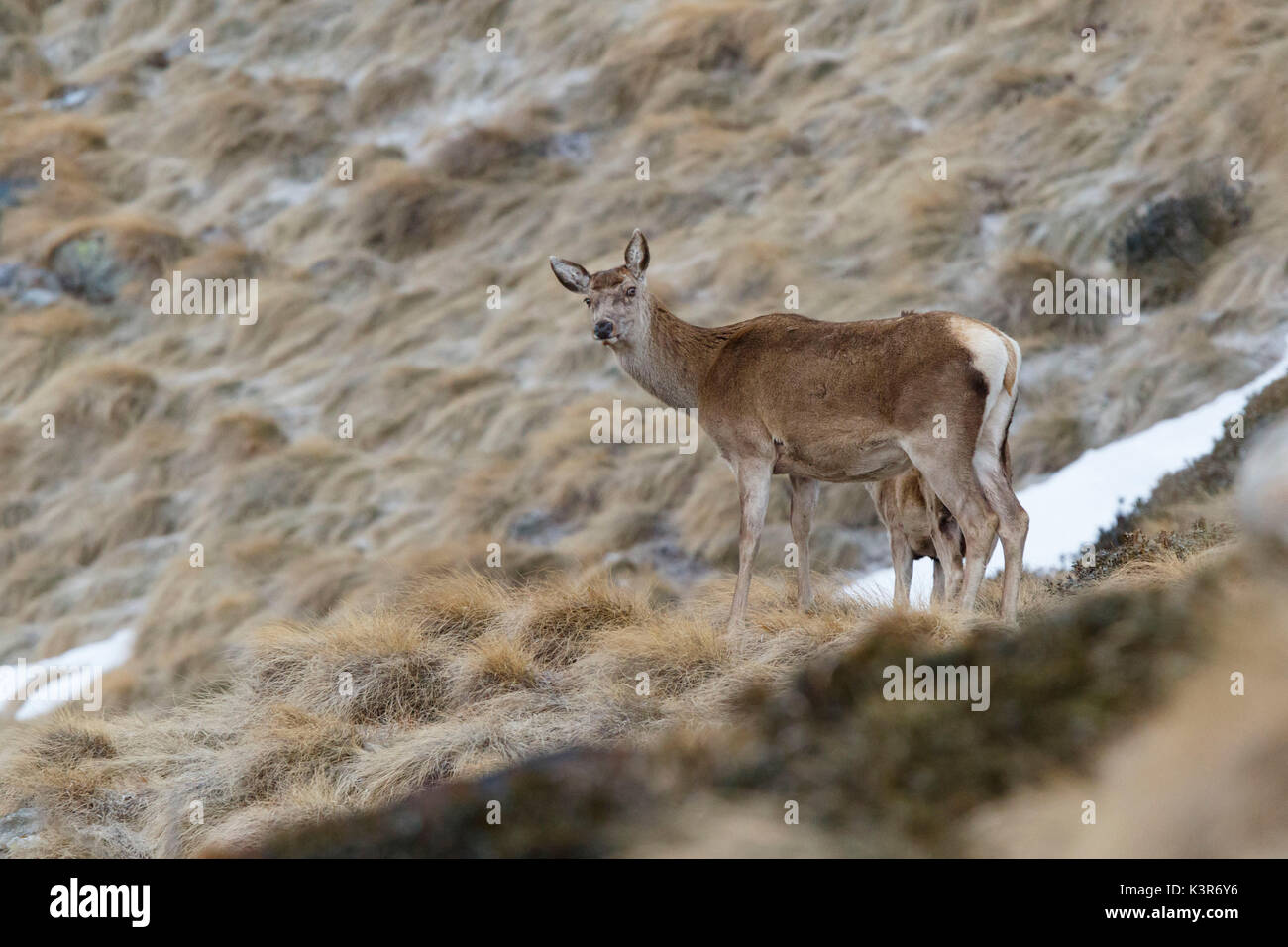 Deer of italy hi-res stock photography and images - Alamy