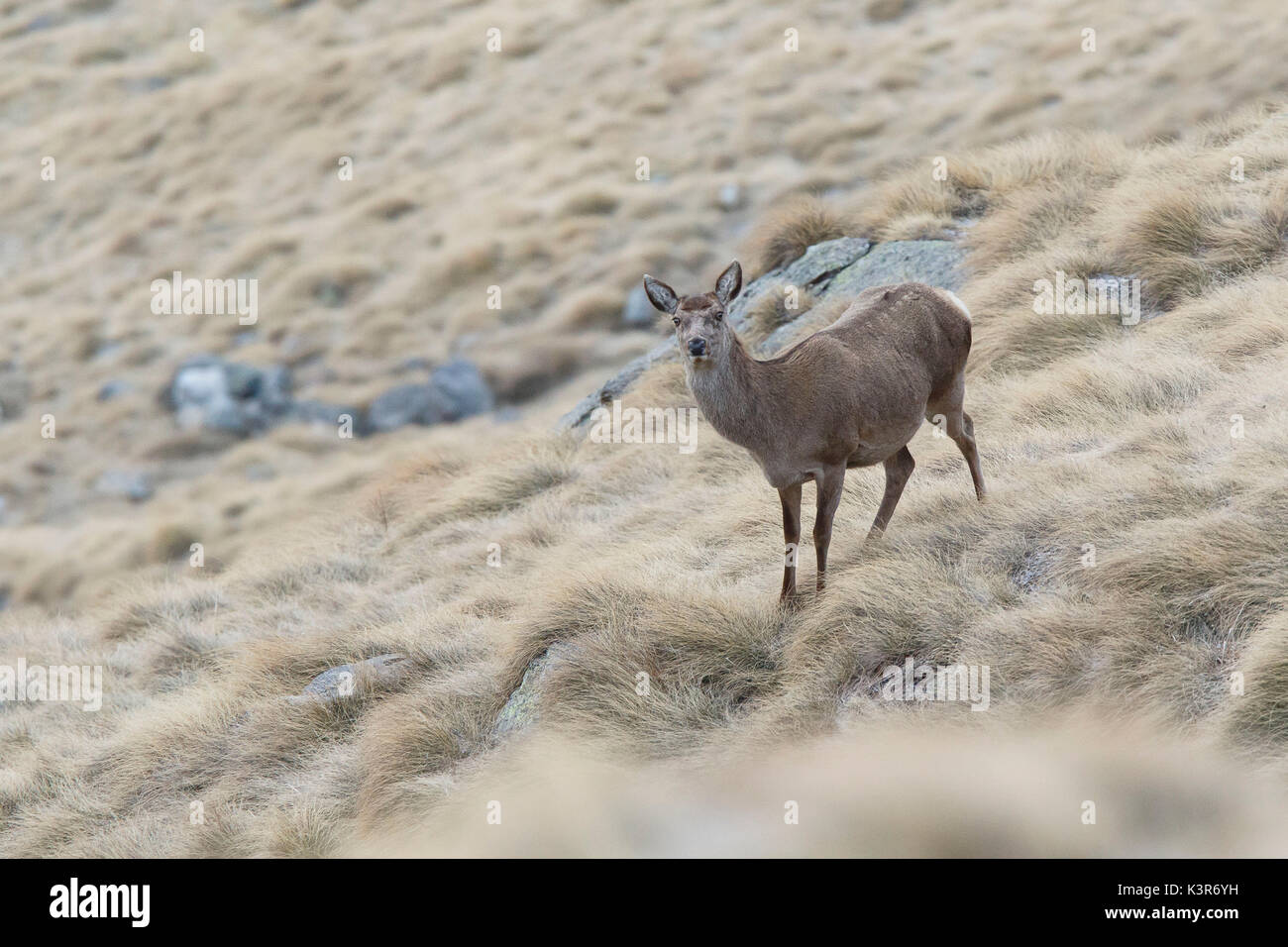 Italy deer hi-res stock photography and images - Alamy