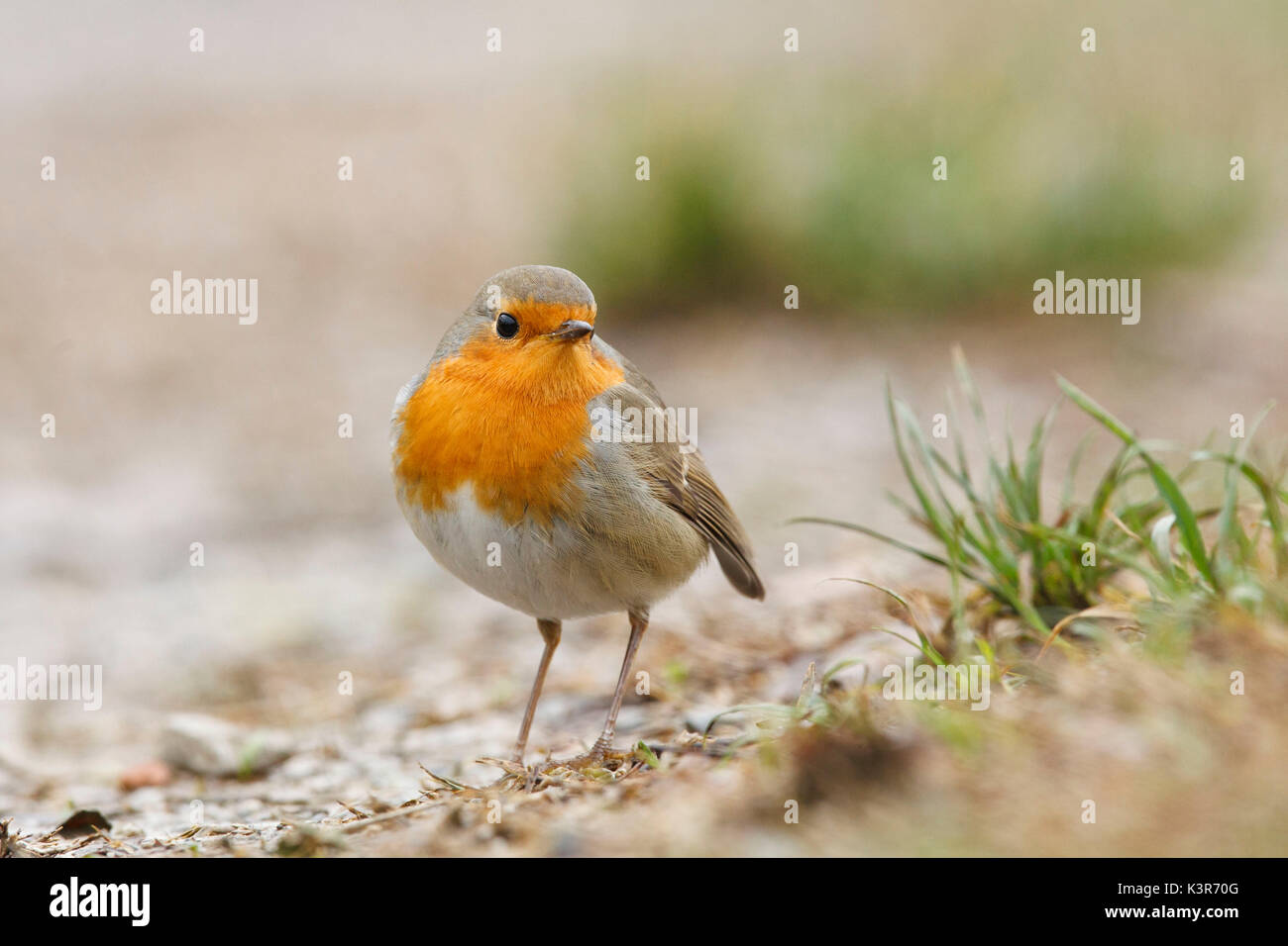 Italy robin hi-res stock photography and images - Alamy