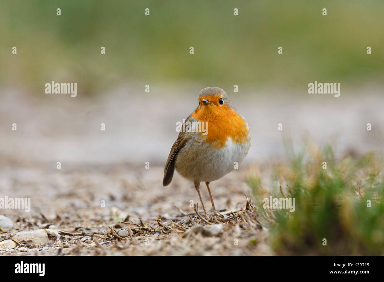 Italy robin hi-res stock photography and images - Alamy