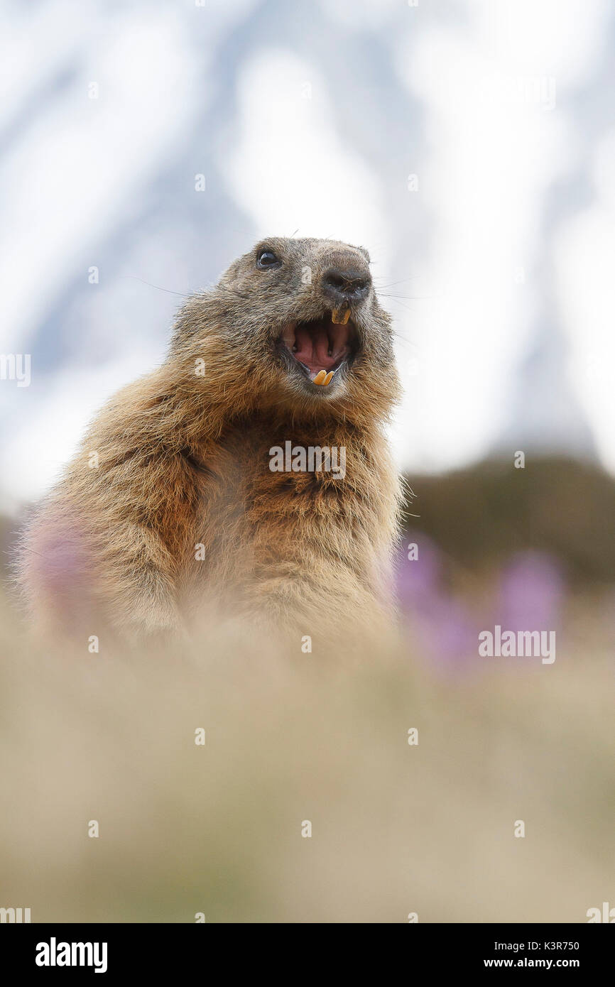 Italy alpine marmot hi-res stock photography and images - Alamy