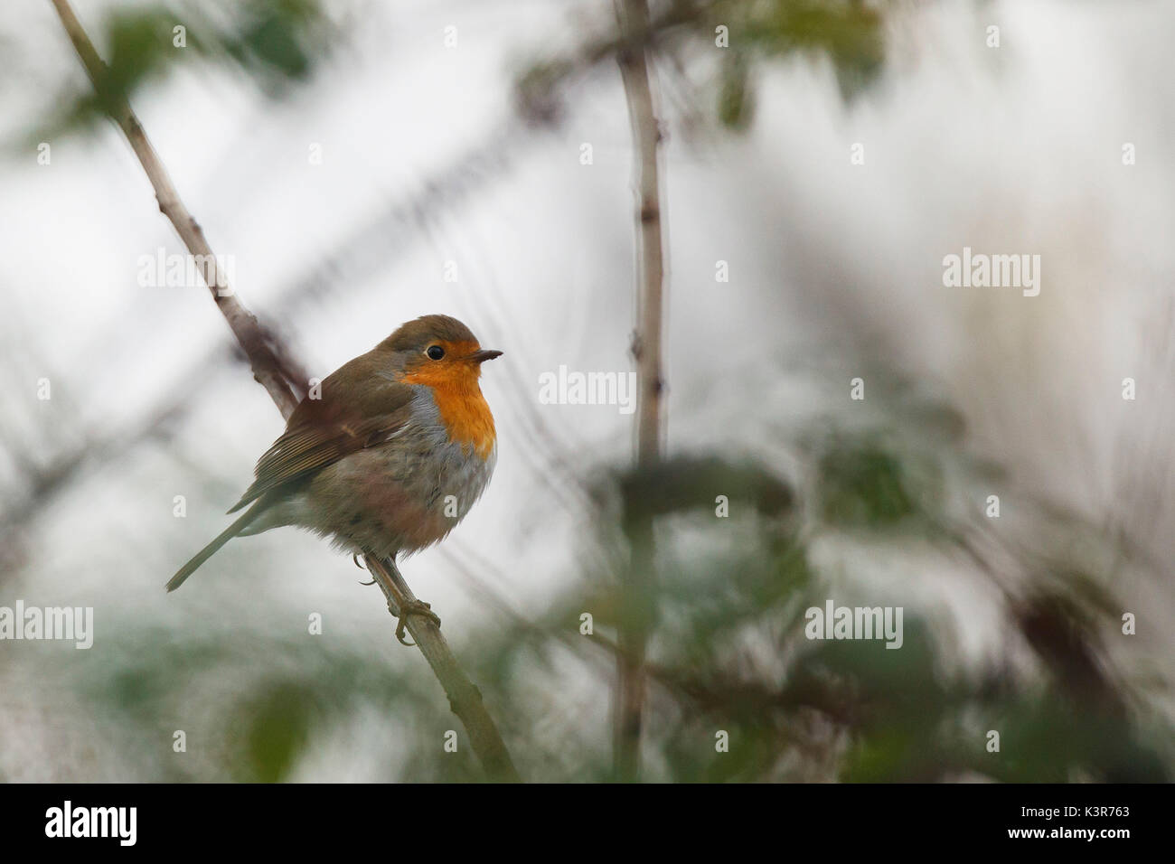Italy robin hi-res stock photography and images - Alamy