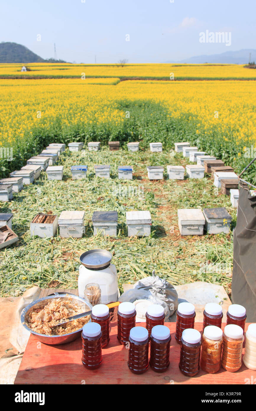 Beehive among rapeseeds flowers fields in Luoping, Yunnan - China Stock ...