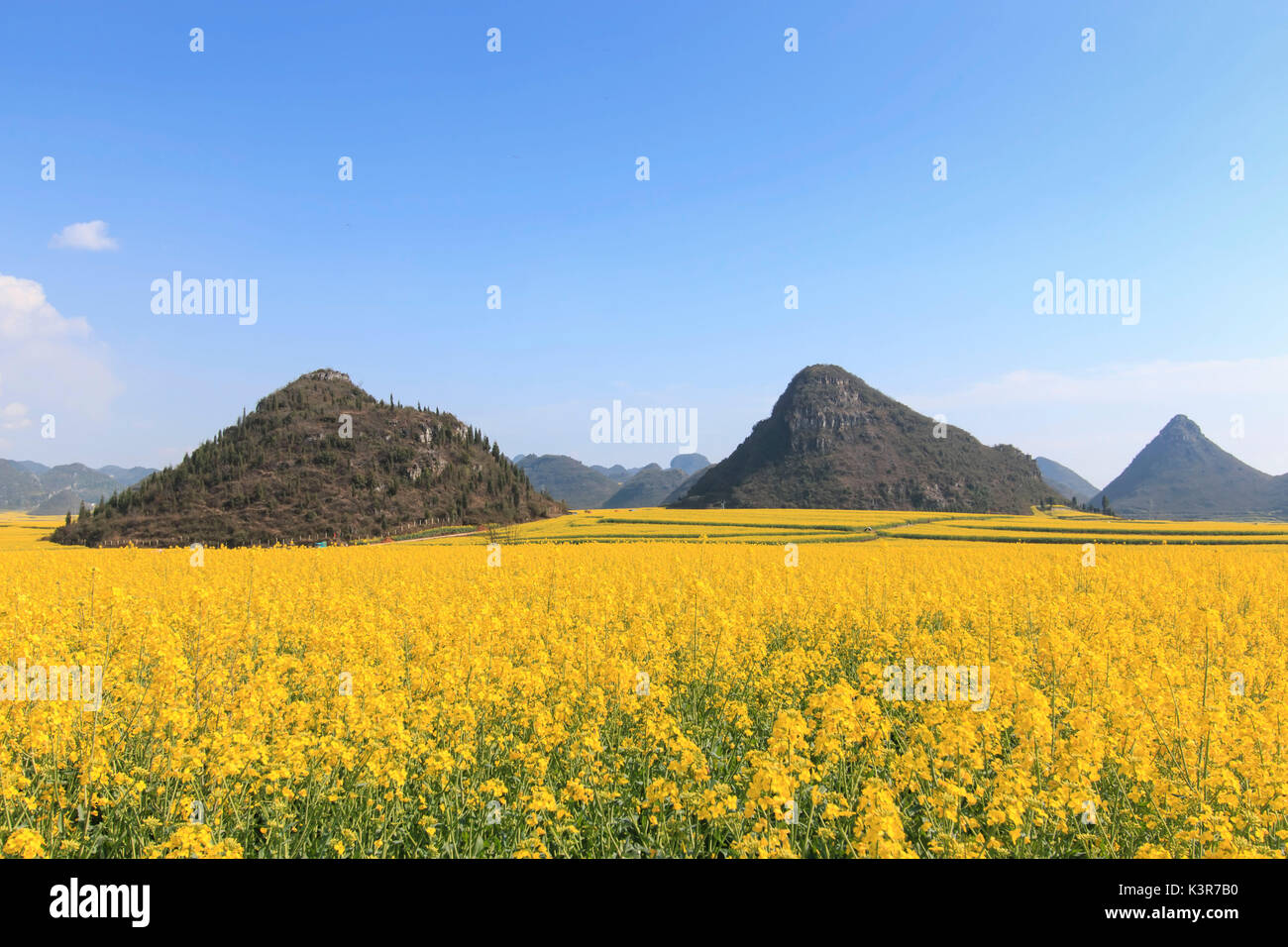 Rapeseed flowers of Luoping in Yunnan China Stock Photo - Alamy