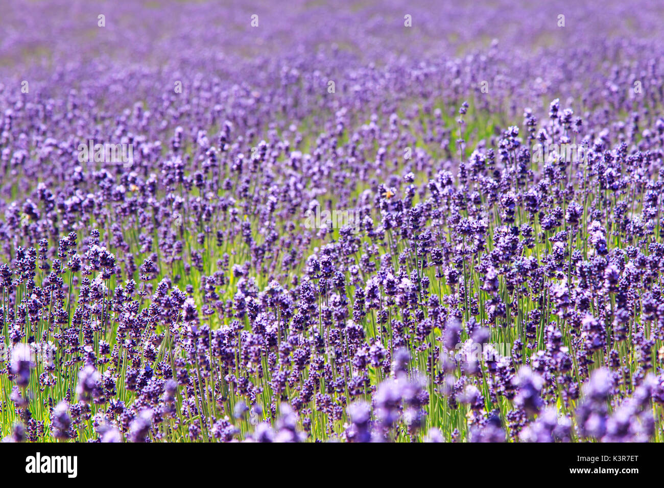 Hokkaido furano hi-res stock photography and images - Alamy