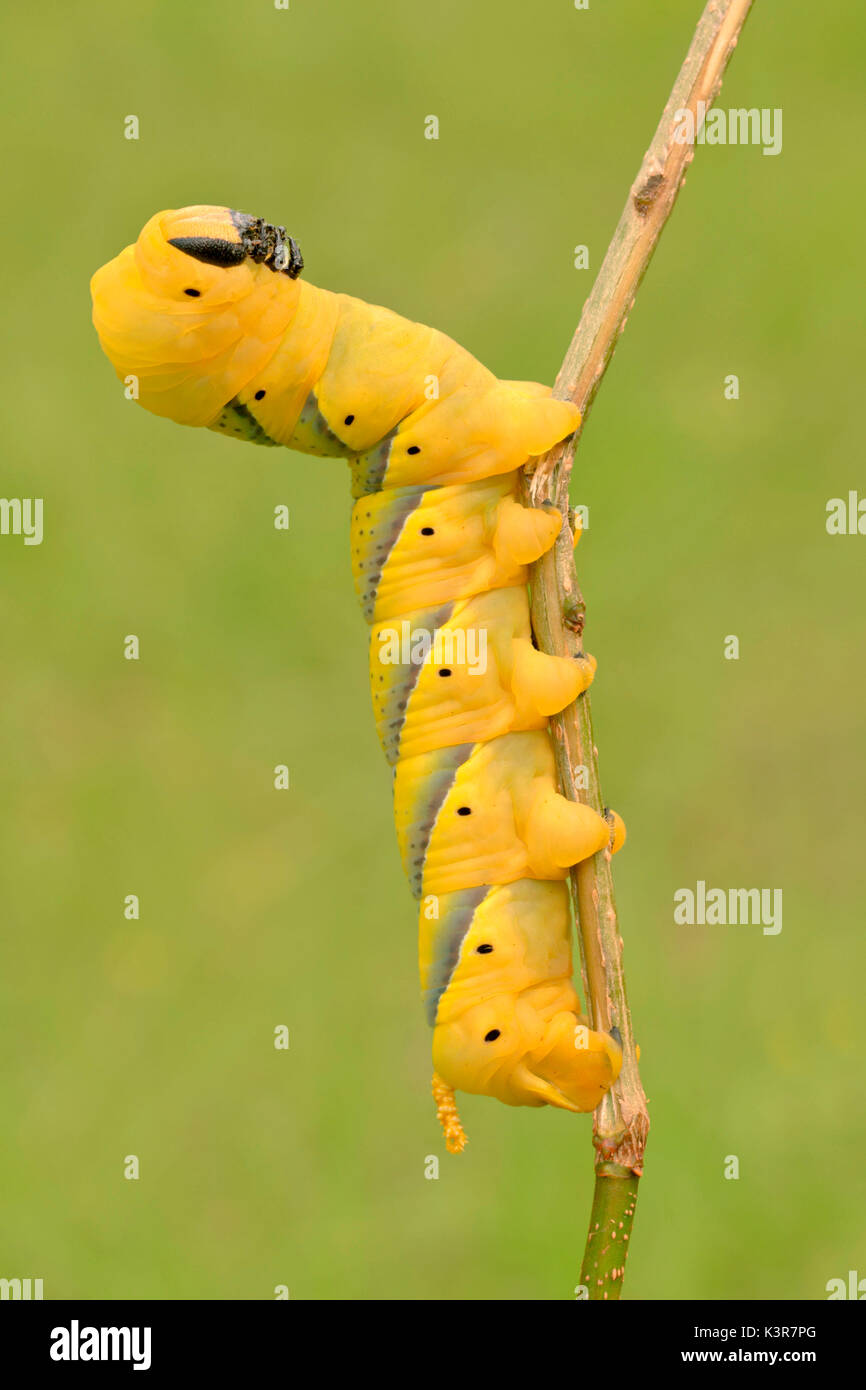 Acherontia atropos hi-res stock photography and images - Alamy
