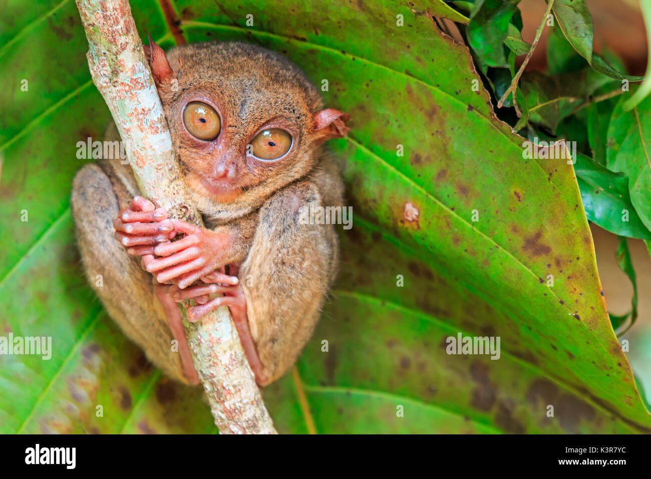 Tarsio Filipino THE PHILIPPINE TARSIER