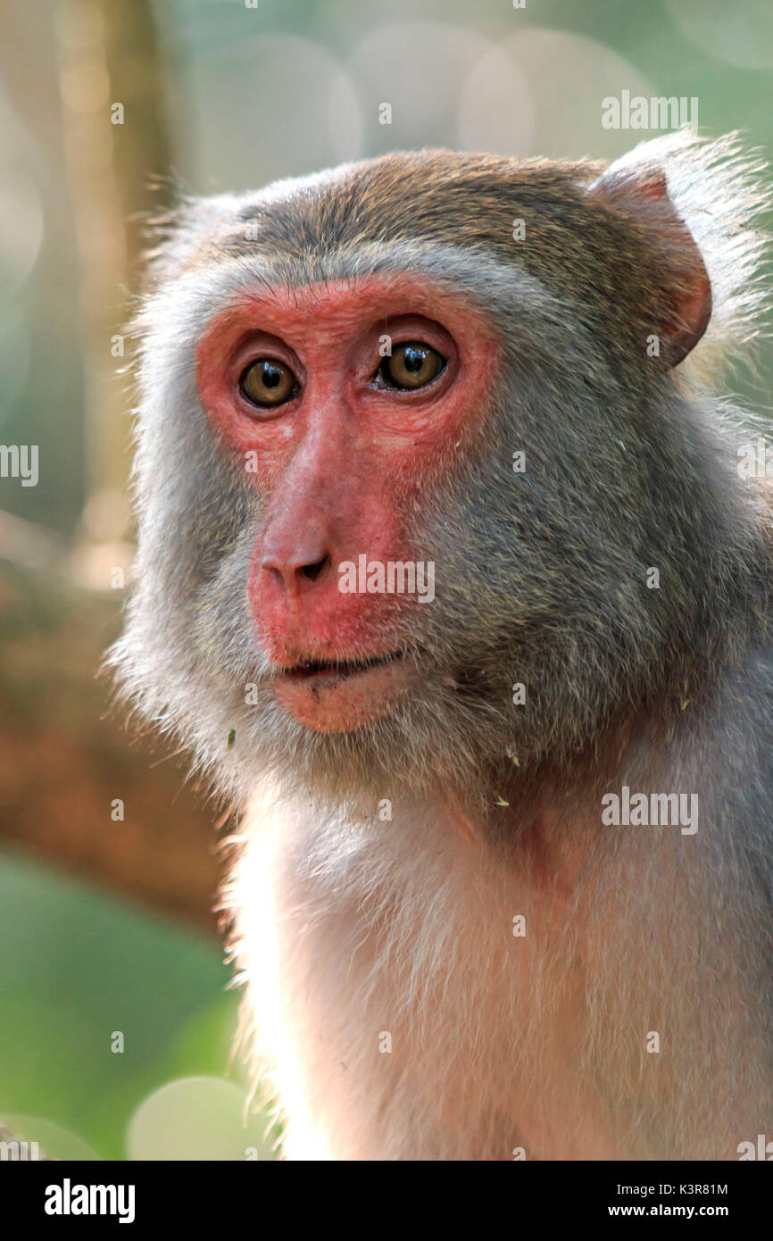 Monkey in Shoushan, Monkey Mountain in Kaohsiung city, Taiwan Stock ...