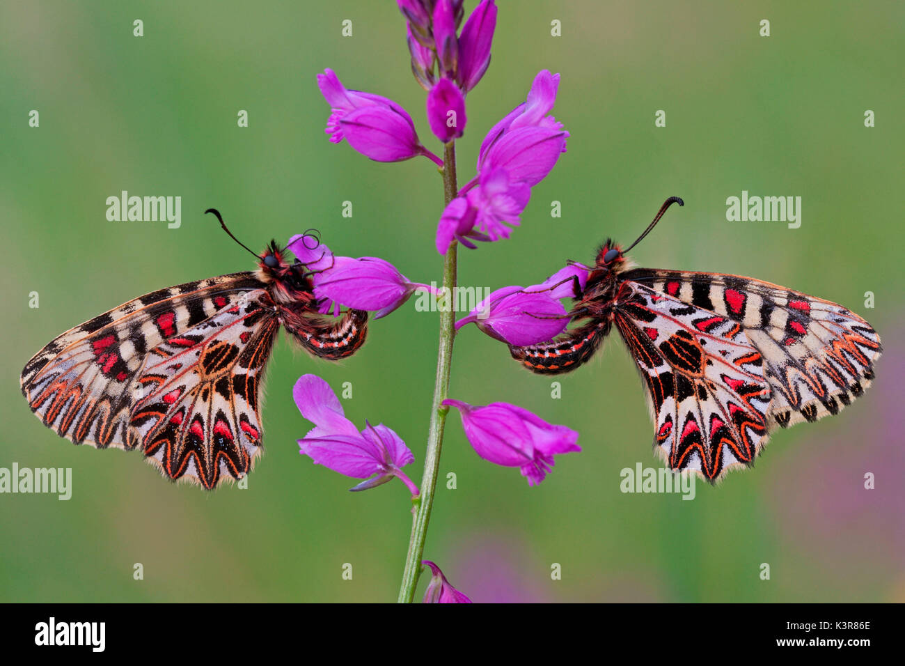 Polyxena butterfly hi-res stock photography and images - Alamy