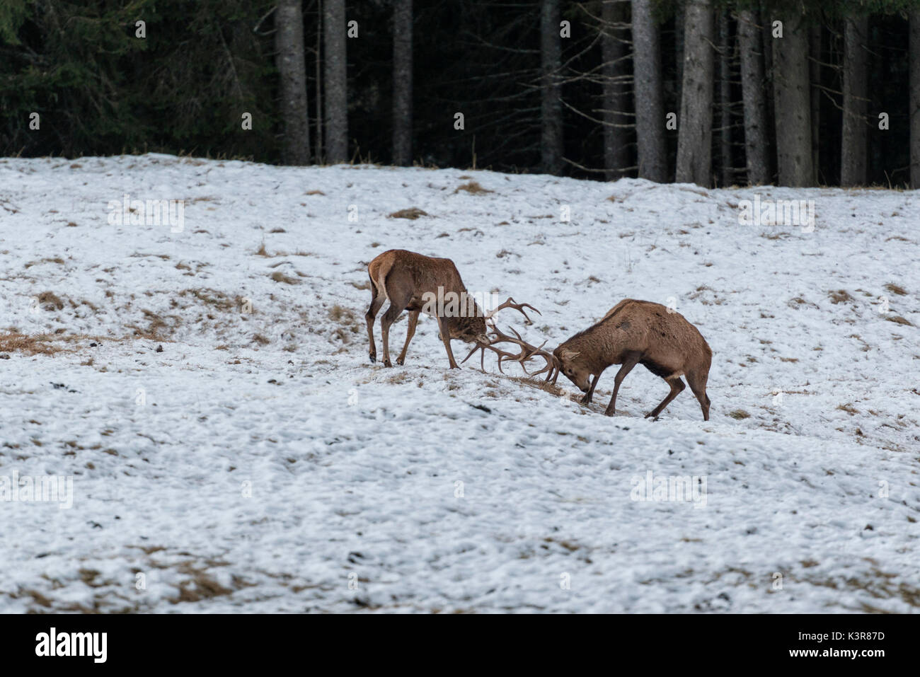 Fighting in nature hi-res stock photography and images - Alamy