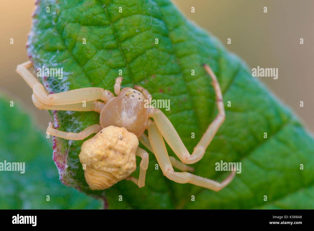 Thomisus onustus hi-res stock photography and images - Alamy