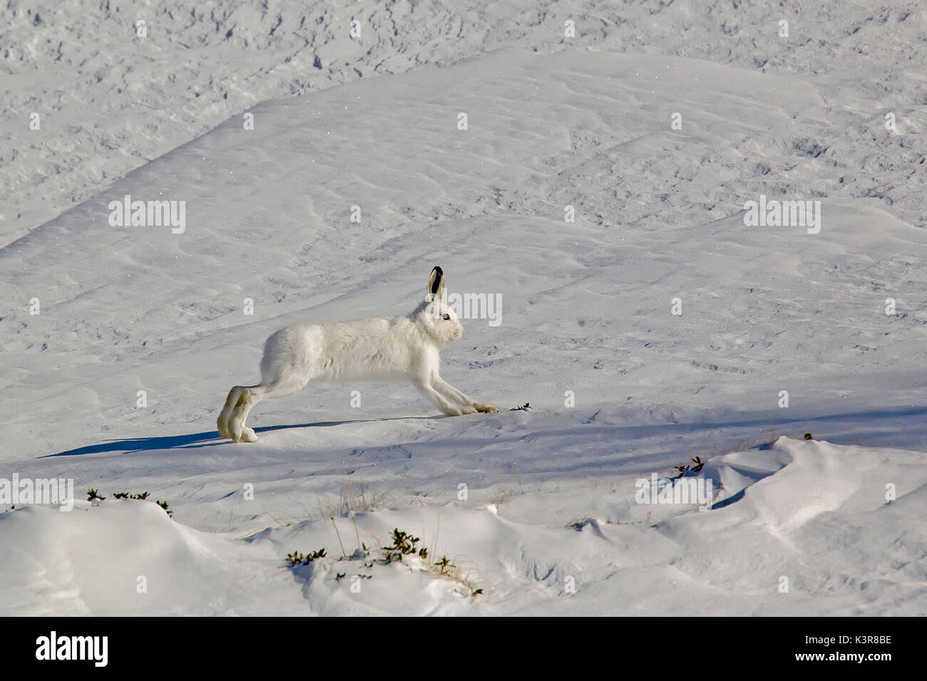 Stelvio National Park,Lombardy,Italy.Hare Stock Photo - Alamy