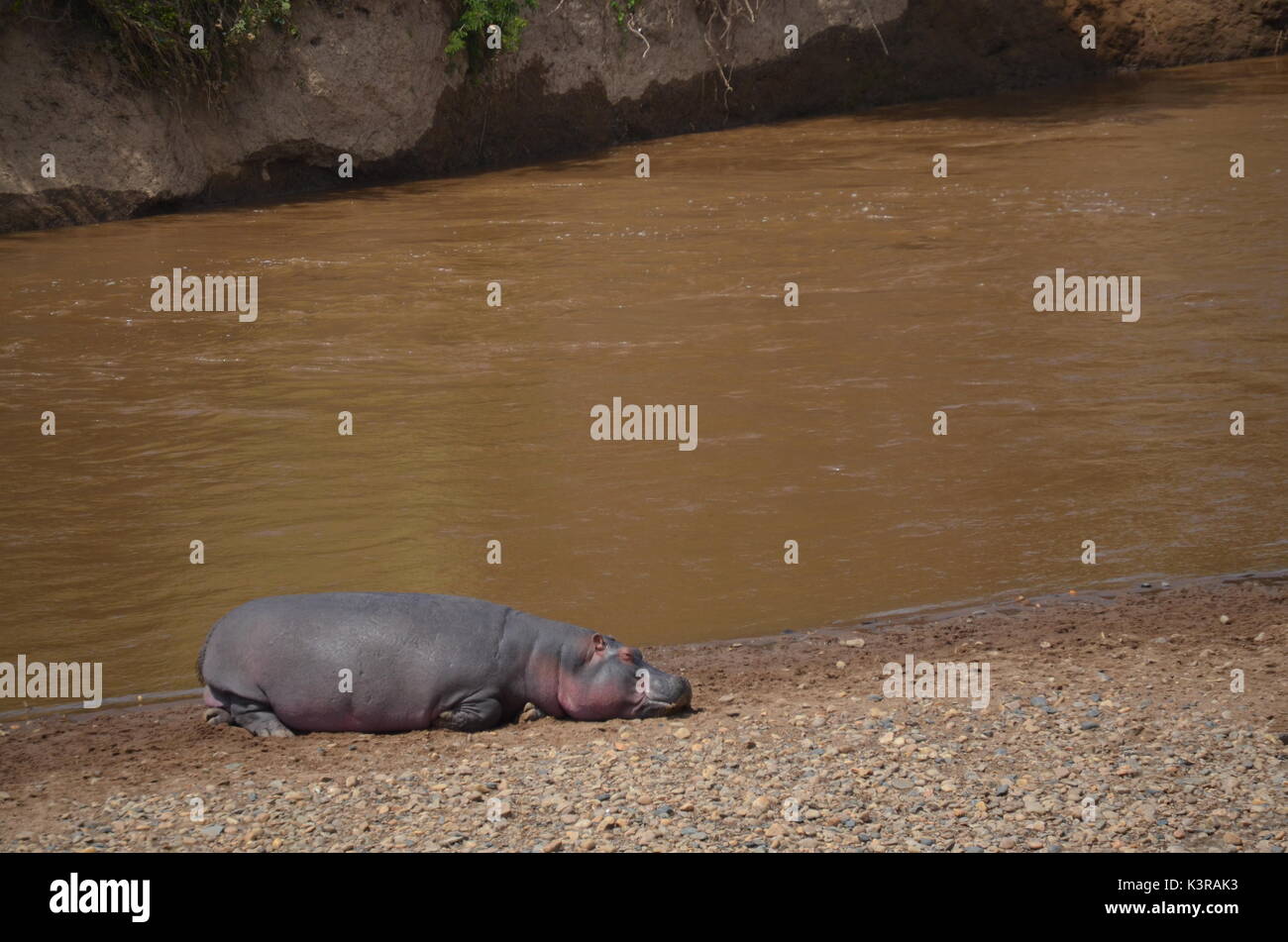 Hippo sleepy hi-res stock photography and images - Alamy