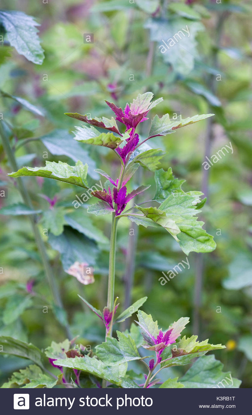 Tree Spinach Stock Photos & Tree Spinach Stock Images - Alamy