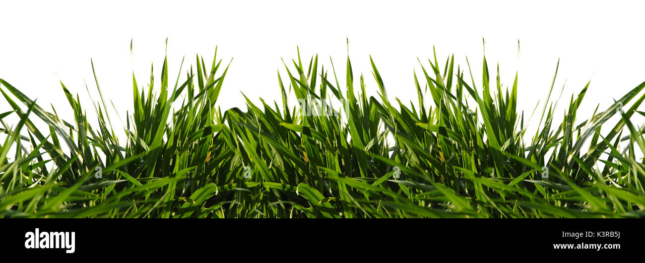 grass leaves isolated Stock Photo - Alamy