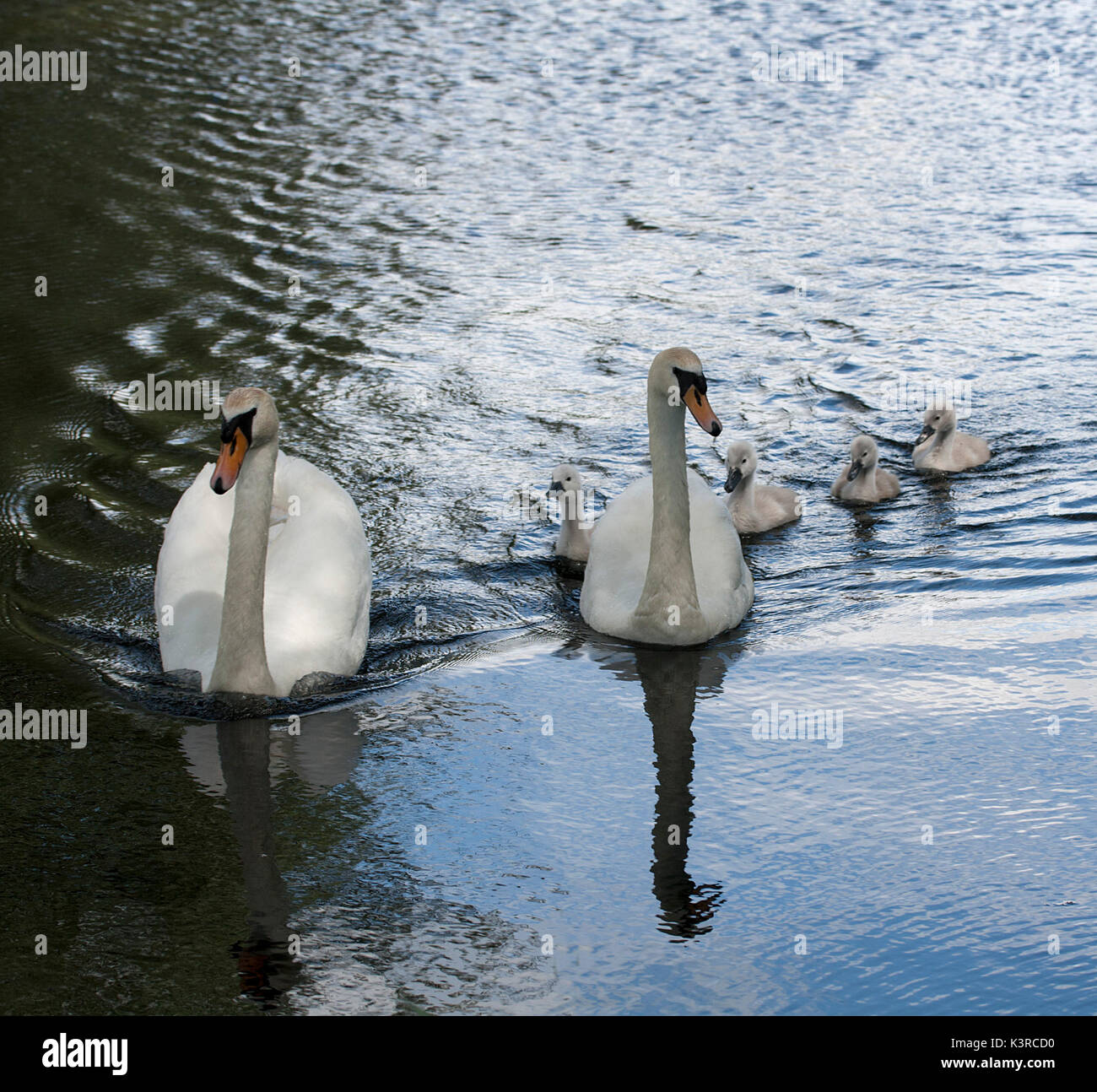 Family of swans and signets hi-res stock photography and images - Alamy