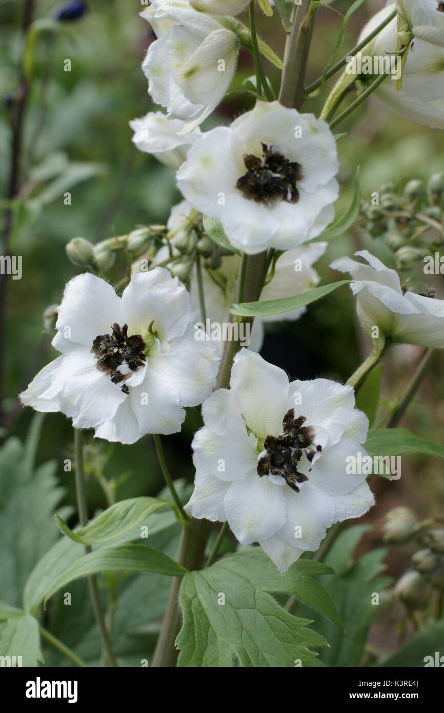 Delphinium hybrid hi-res stock photography and images - Alamy