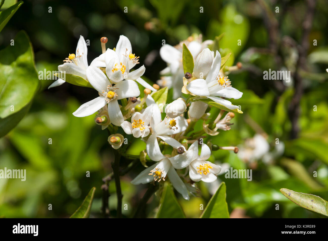 Citrus Blossom Stock Photos & Citrus Blossom Stock Images - Alamy
