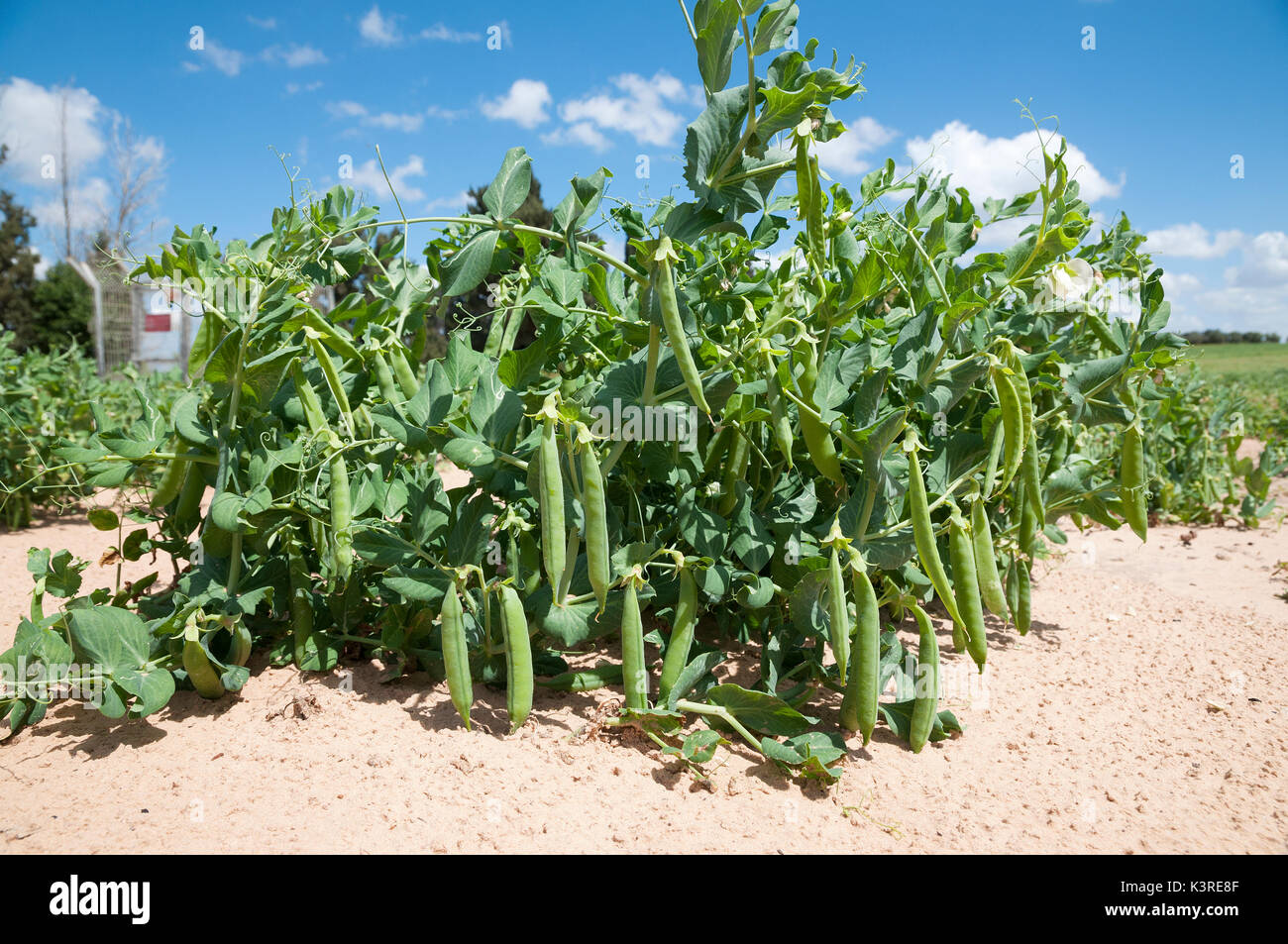 Organic peas field Stock Photo - Alamy