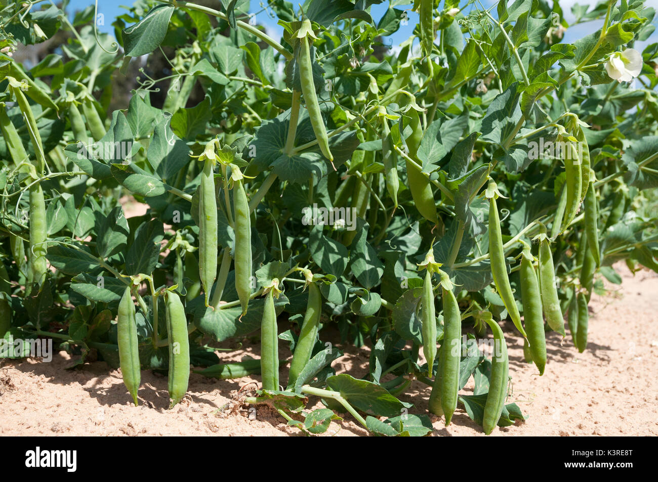 Organic peas field Stock Photo - Alamy