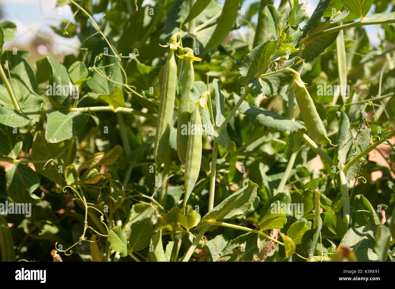 Organic peas field Stock Photo - Alamy