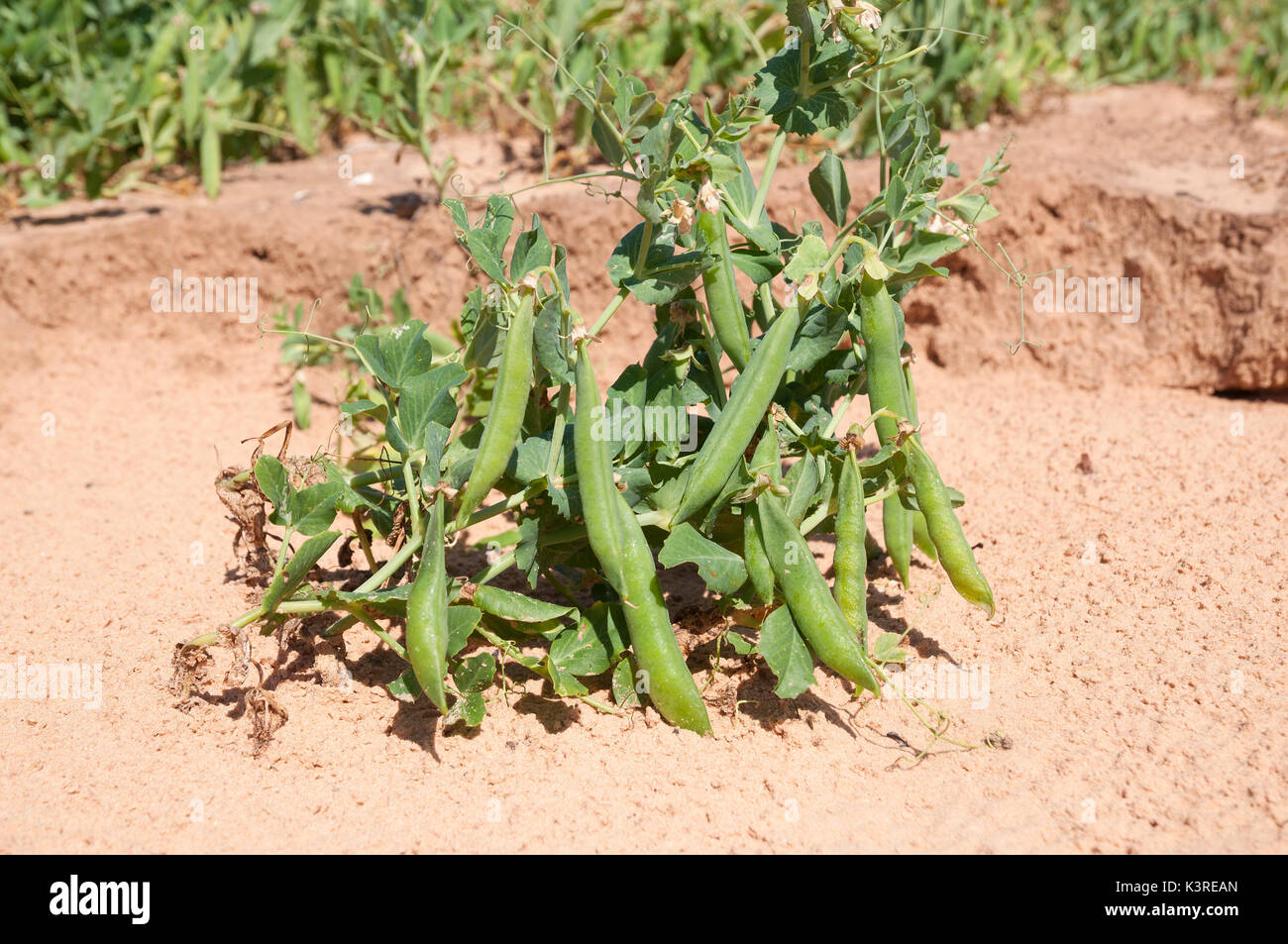 Organic peas field Stock Photo - Alamy