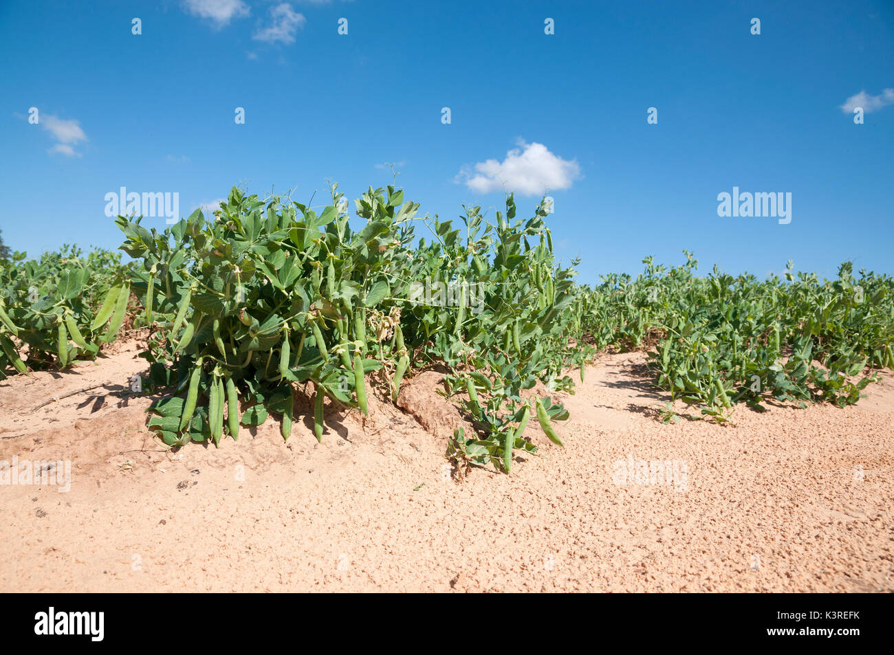 Organic peas field Stock Photo - Alamy