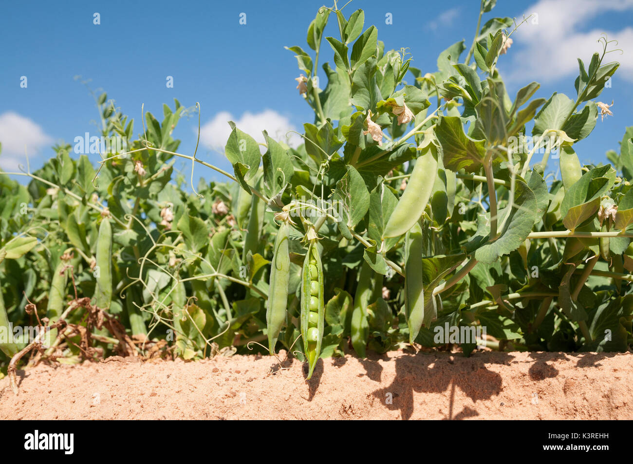 Organic peas field Stock Photo - Alamy