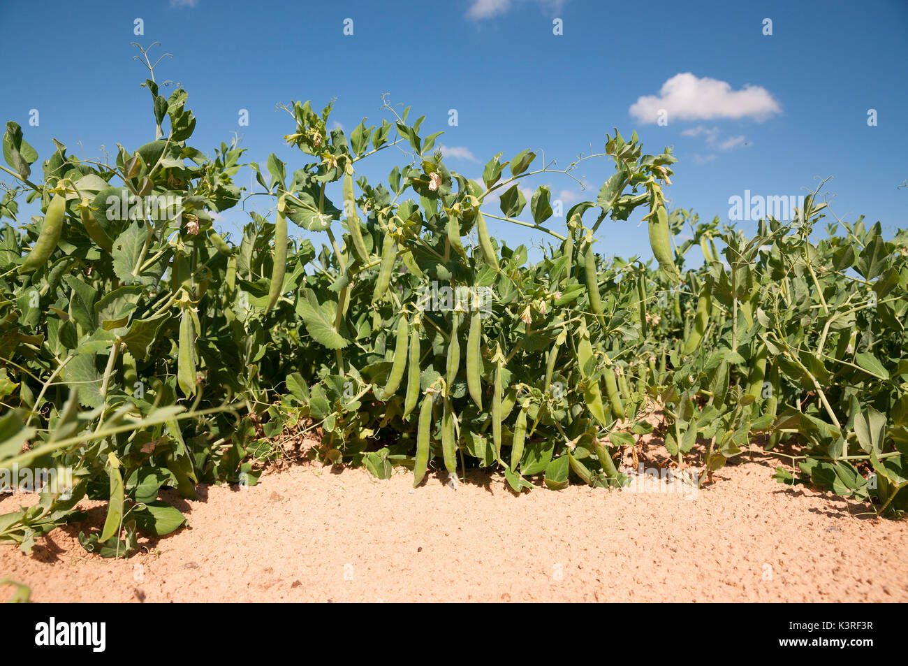 Organic peas field Stock Photo - Alamy